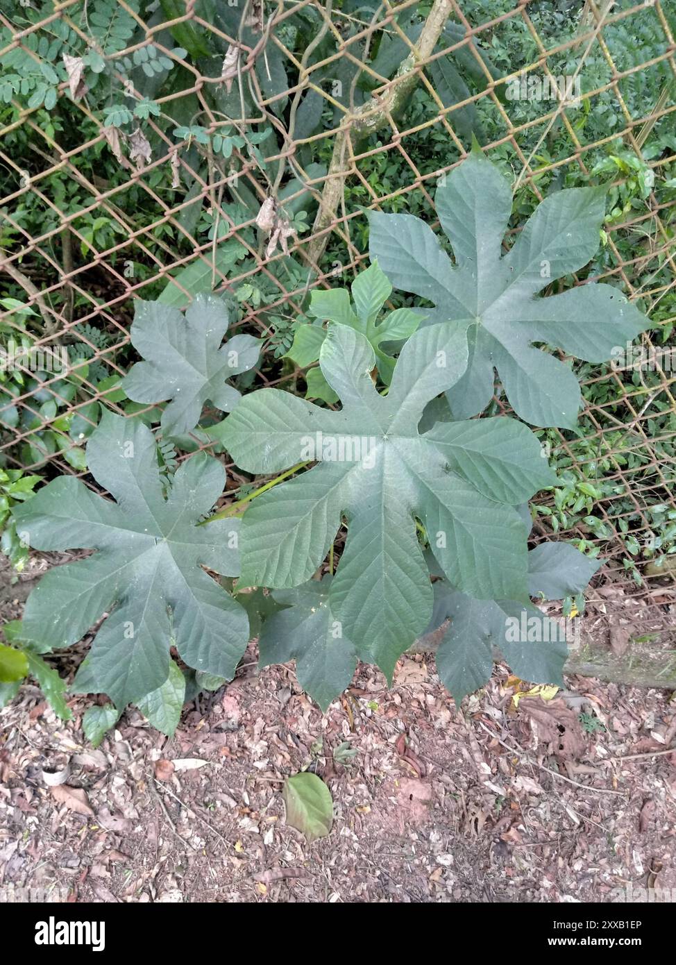 Cecropias (Cecropia) Plantae Stock Photo - Alamy