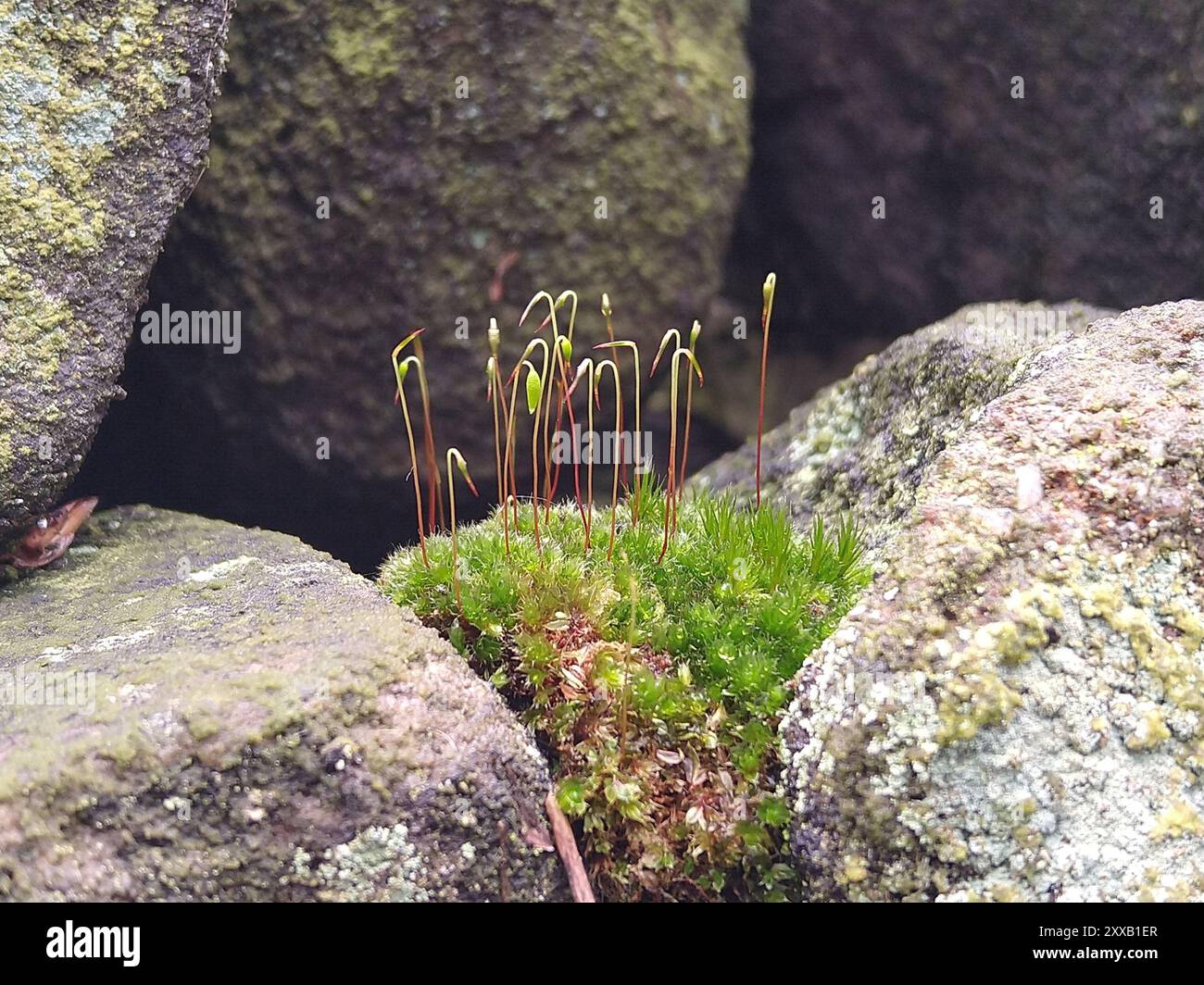 Capillary Thread-moss (Ptychostomum capillare) Plantae Stock Photo - Alamy