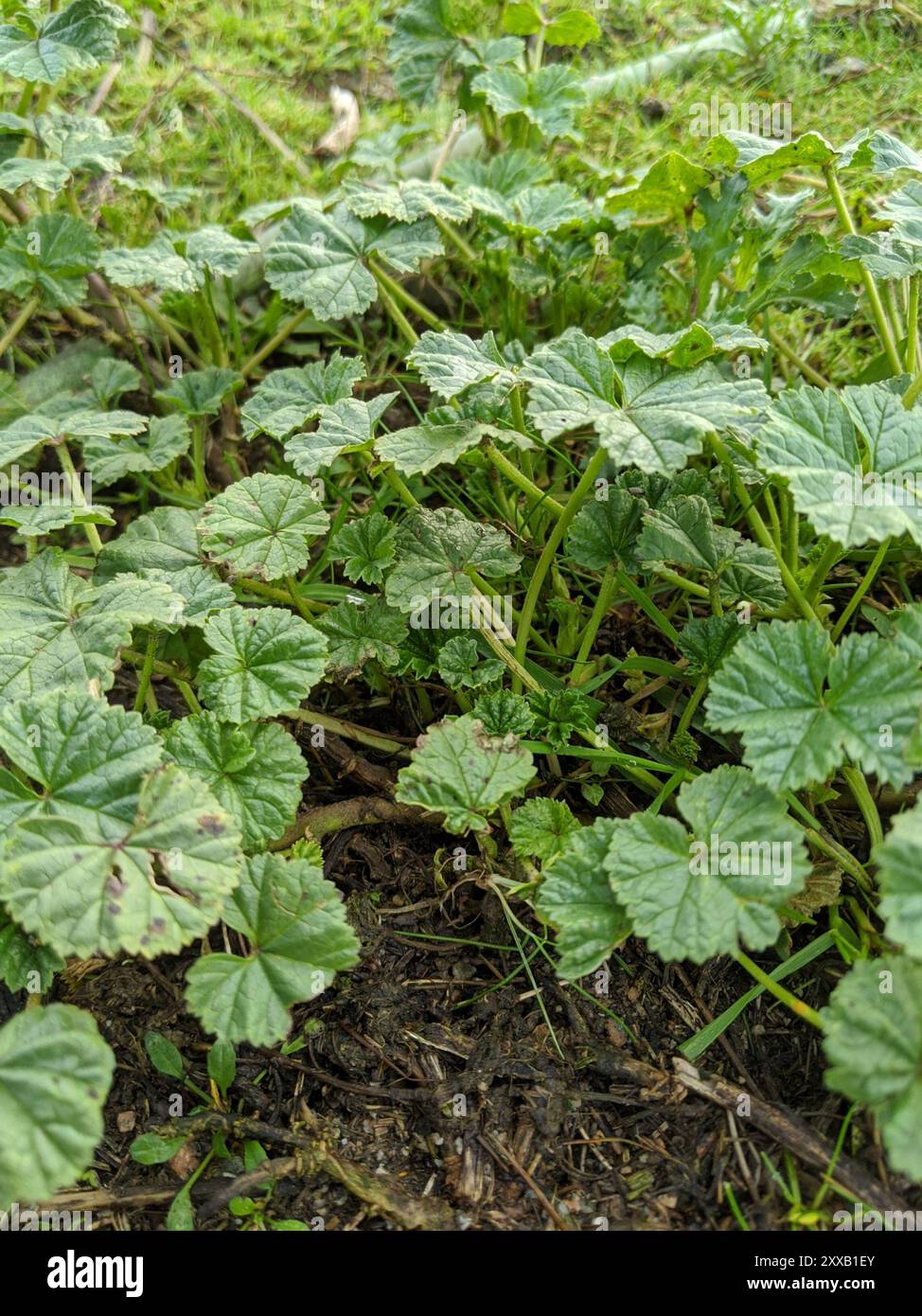 dwarf mallow (Malva neglecta) Plantae Stock Photo - Alamy