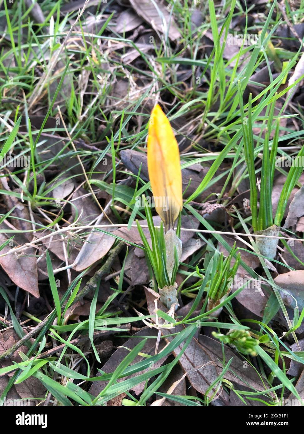 Dutch Yellow Crocus (Crocus × stellaris) Plantae Stock Photo - Alamy