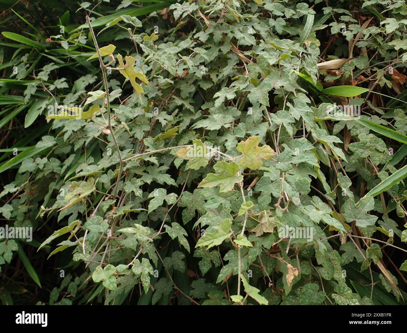 Taiwan Wild Grape (Vitis thunbergii) Plantae Stock Photo - Alamy
