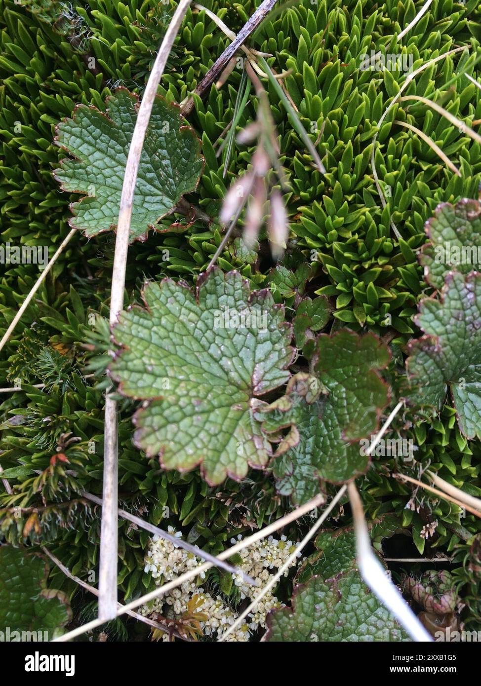 alpine avens (Geum uniflorum) Plantae Stock Photo - Alamy