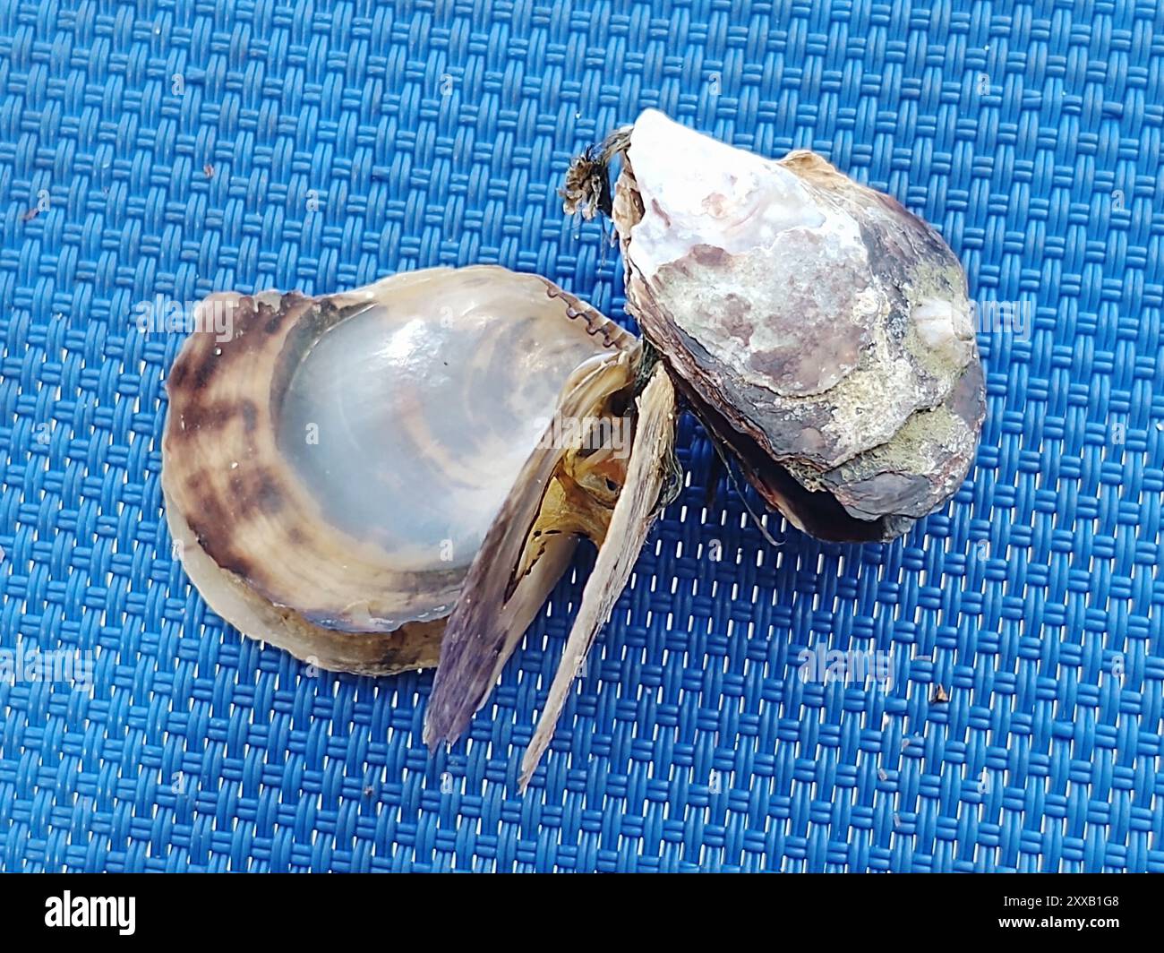 Flat Tree Oyster (Isognomon alatus) Mollusca Stock Photo - Alamy