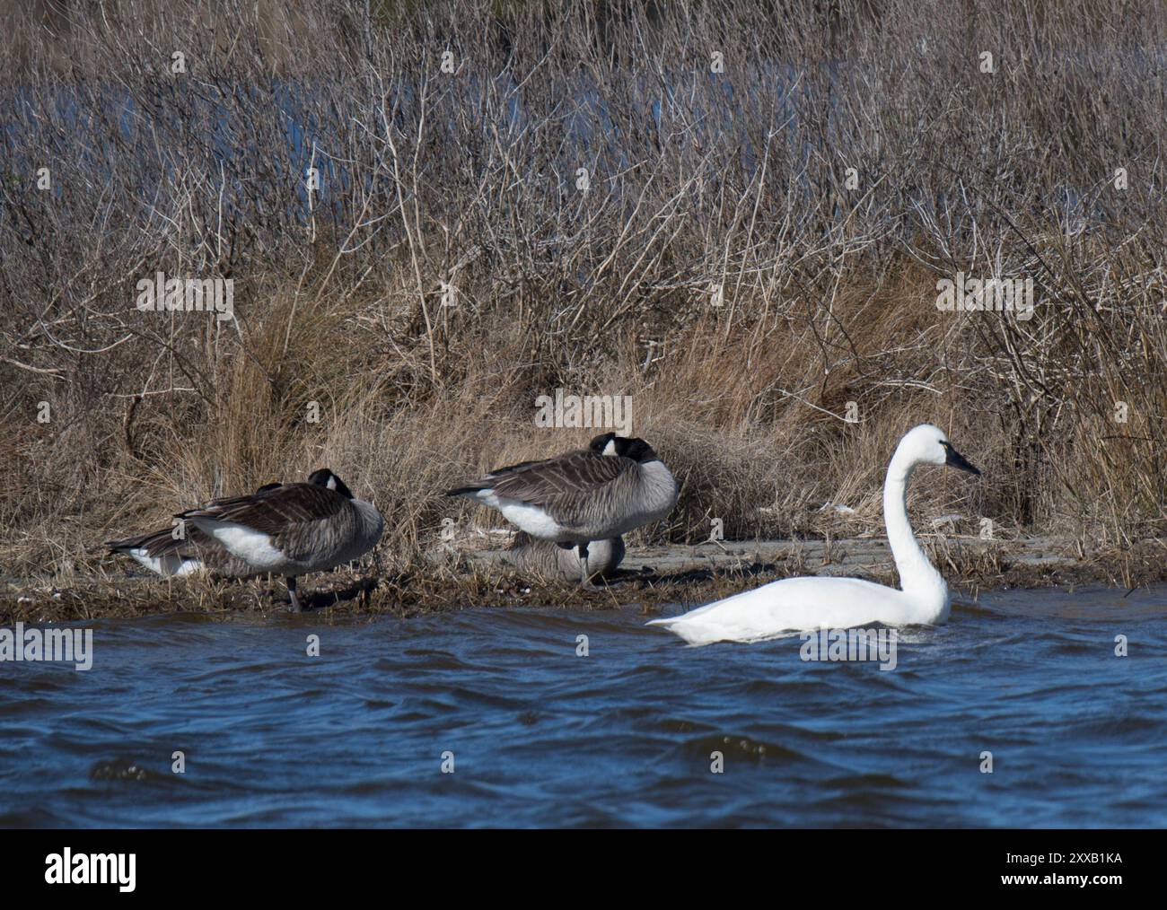 Tundra Swan (Cygnus columbianus) Aves Stock Photo - Alamy