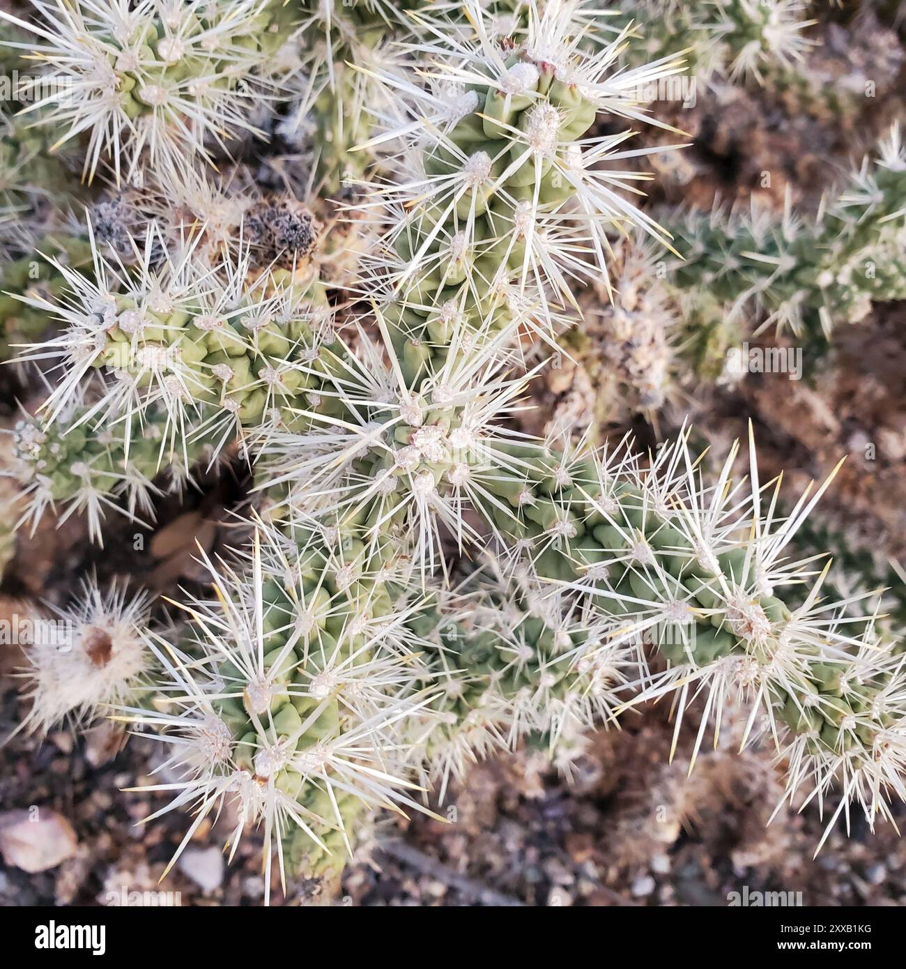 Silver Cholla (Cylindropuntia echinocarpa) Plantae Stock Photo - Alamy