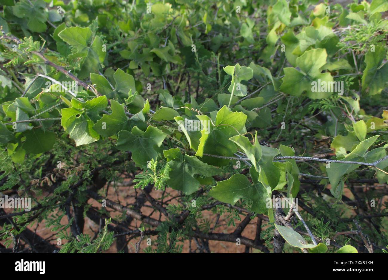 gourd family (Cucurbitaceae) Plantae Stock Photo - Alamy