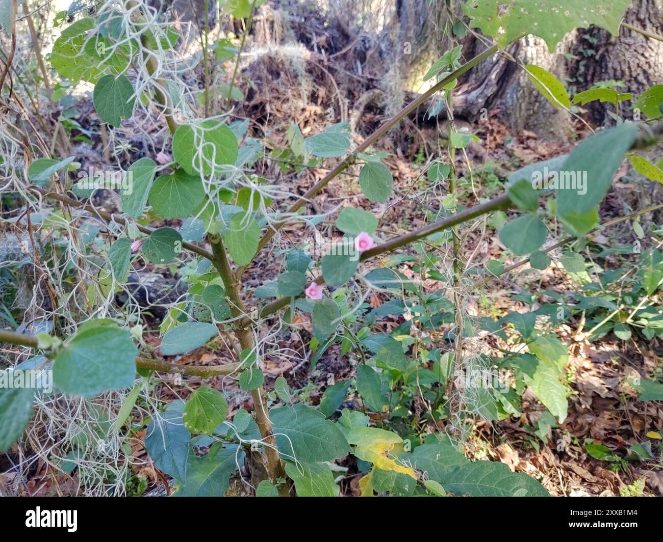 Caesar weed (Urena lobata) Plantae Stock Photo - Alamy