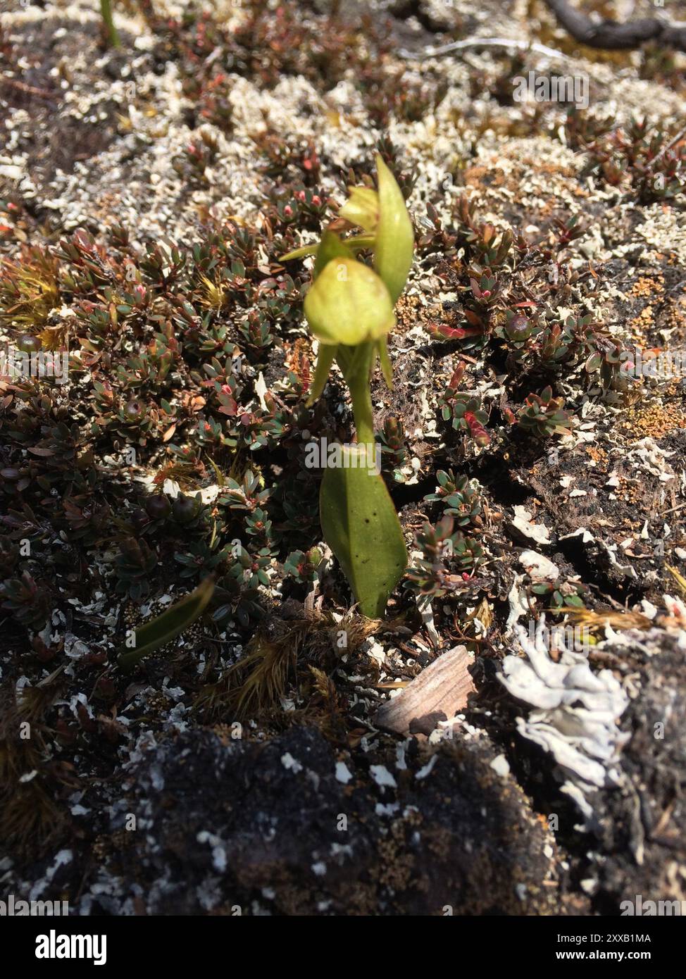 Horizontal Orchid (Waireia stenopetala) Plantae Stock Photo - Alamy