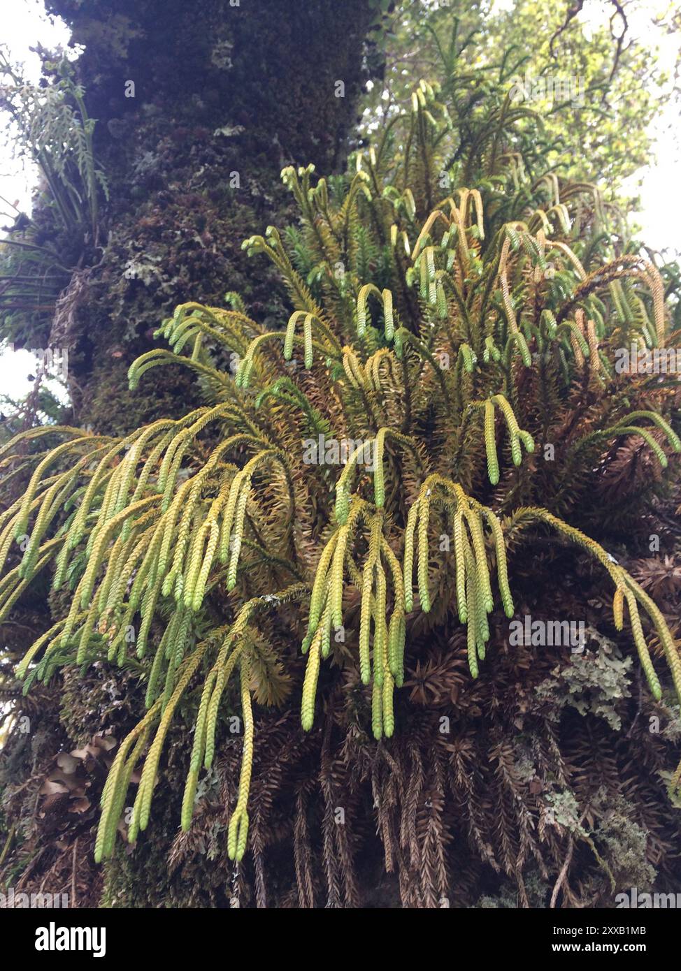 hanging clubmoss (Phlegmariurus varius) Plantae Stock Photo - Alamy