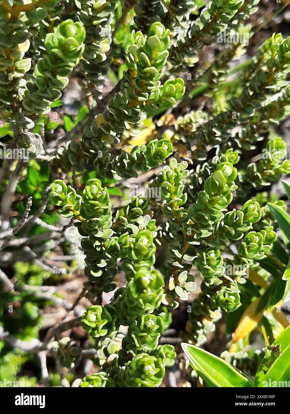 (Olearia nummulariifolia) Plantae Stock Photo - Alamy
