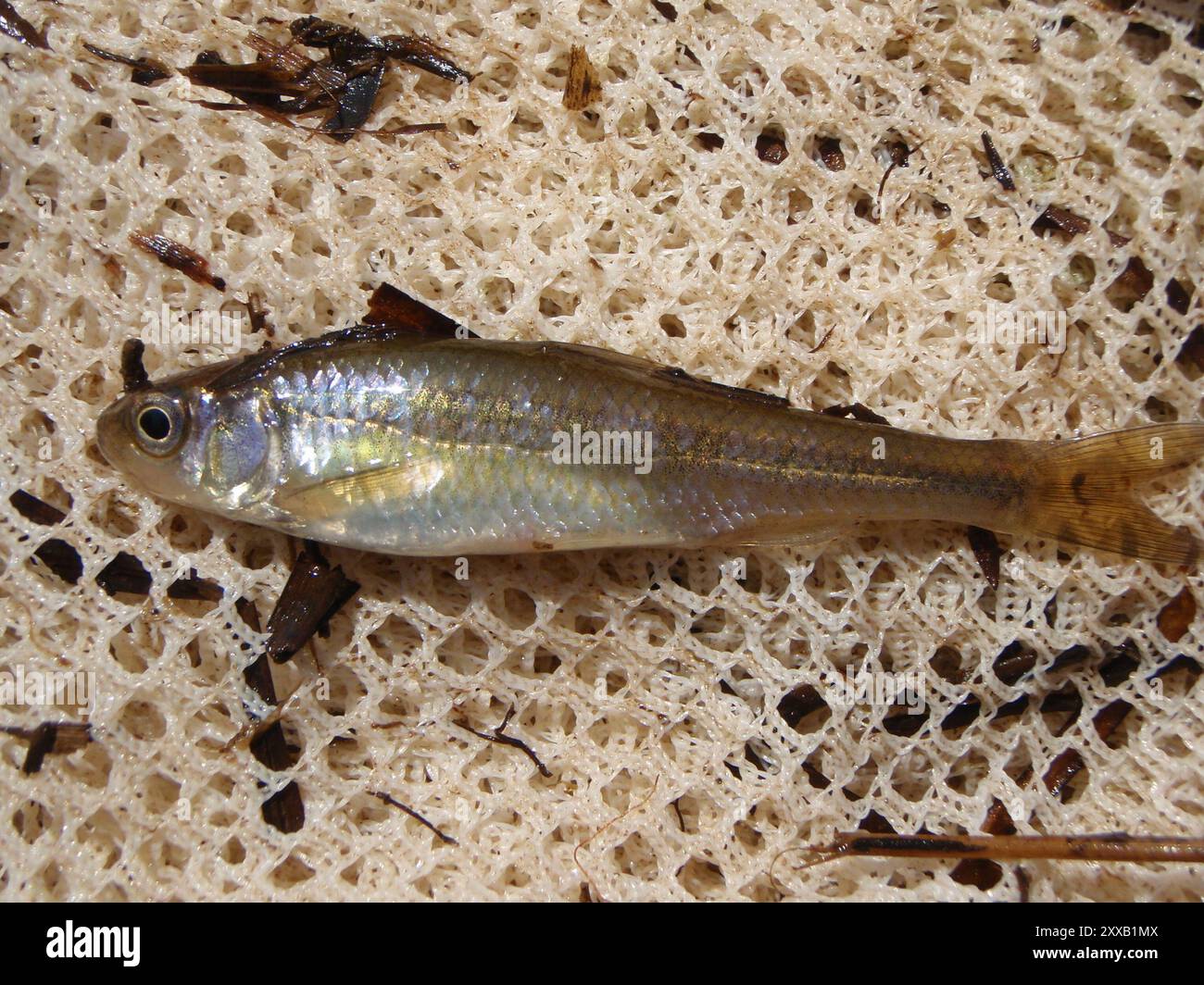 Brassy Minnow (Hybognathus hankinsoni) Actinopterygii Stock Photo - Alamy