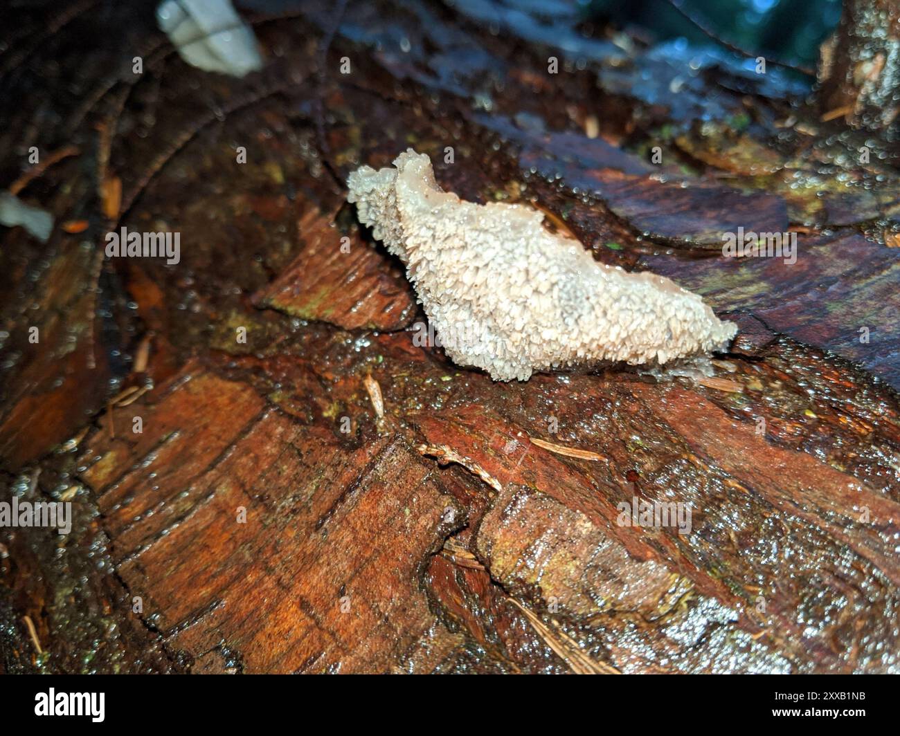 Toothed Jelly Fungus (Pseudohydnum gelatinosum) Fungi Stock Photo - Alamy