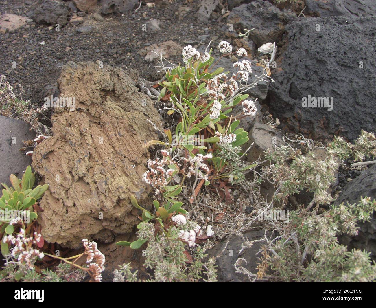 (Limonium pectinatum) Plantae Stock Photo - Alamy