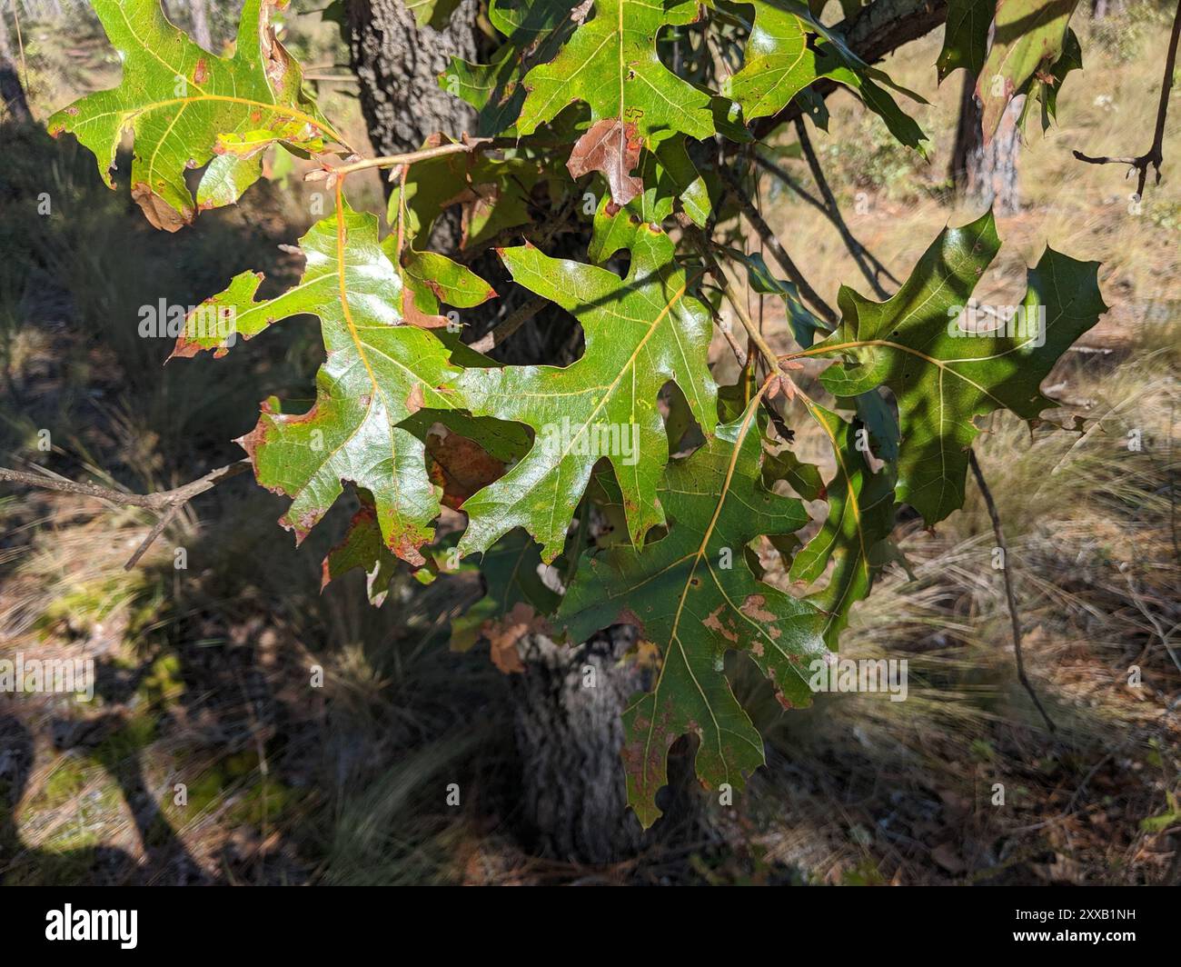 American turkey oak (Quercus laevis) Plantae Stock Photo - Alamy