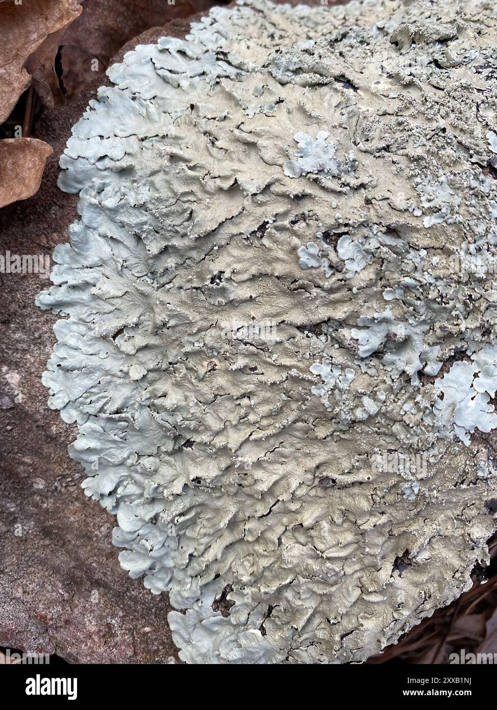 rock greenshield lichen (Flavoparmelia baltimorensis) Fungi Stock Photo ...