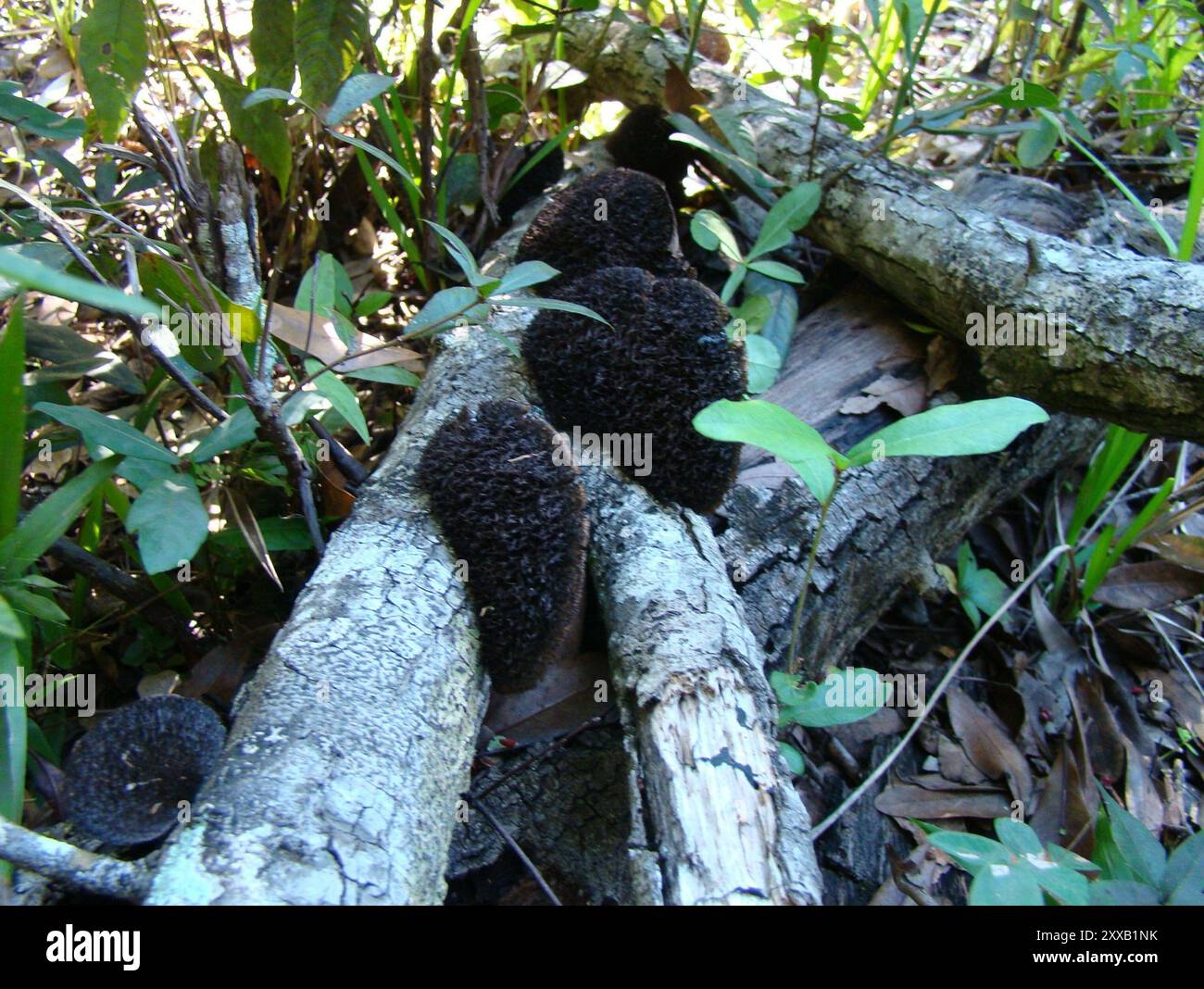 Hairy Hexagonia (Hexagonia hydnoides) Fungi Stock Photo - Alamy