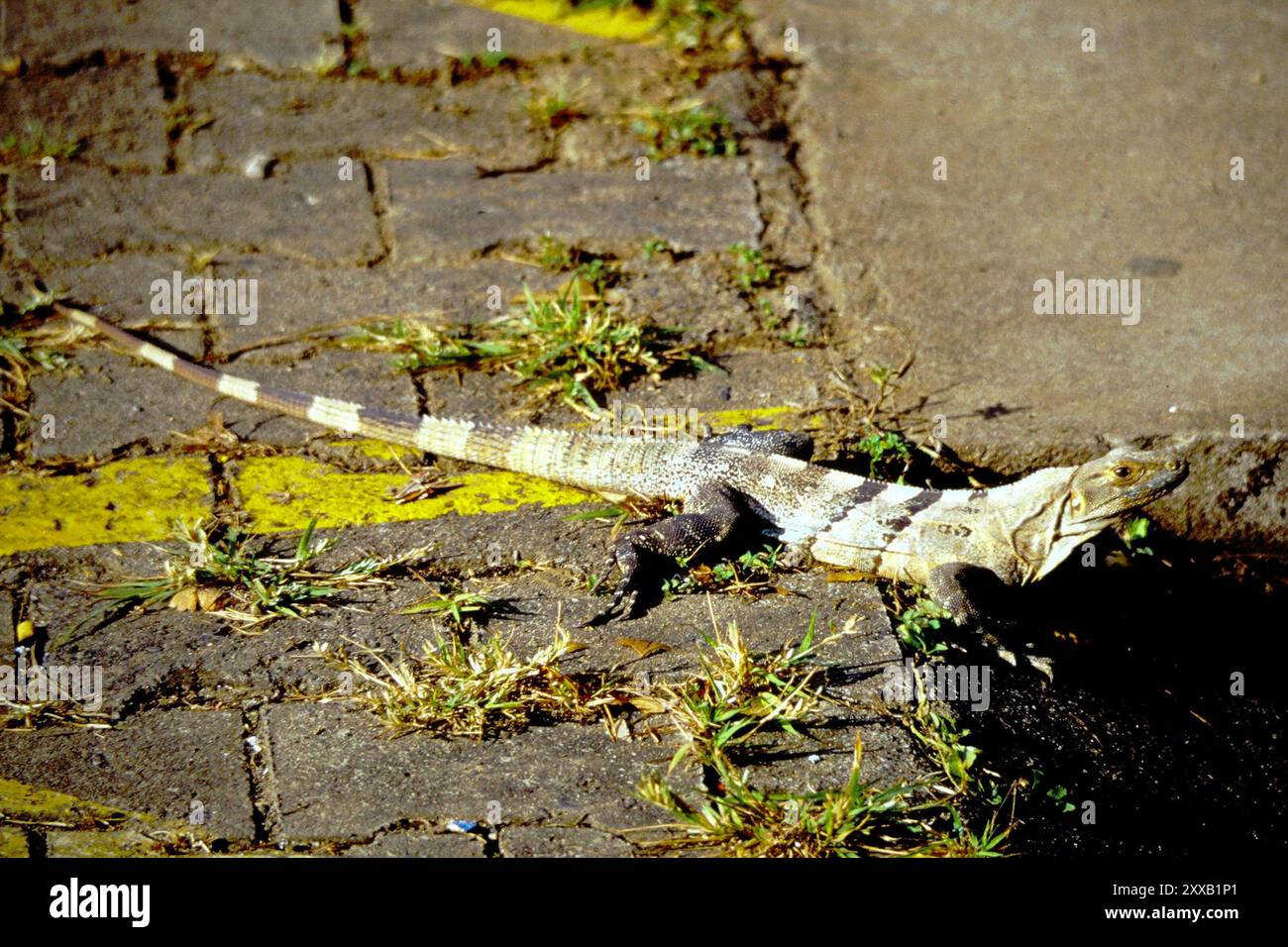 Black Spiny-tailed Iguana (Ctenosaura similis) Reptilia Stock Photo - Alamy