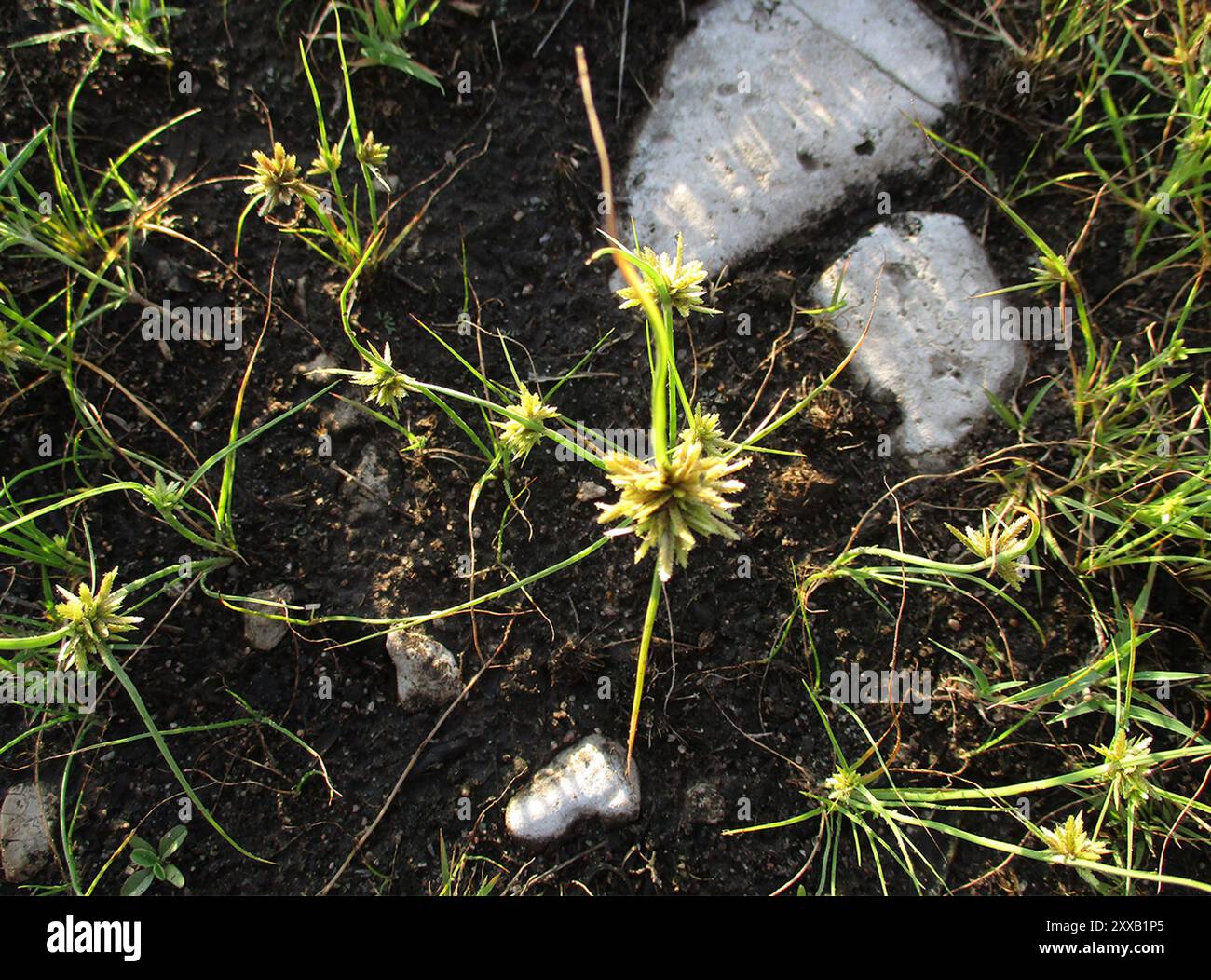 sedges (Cyperaceae) Plantae Stock Photo - Alamy