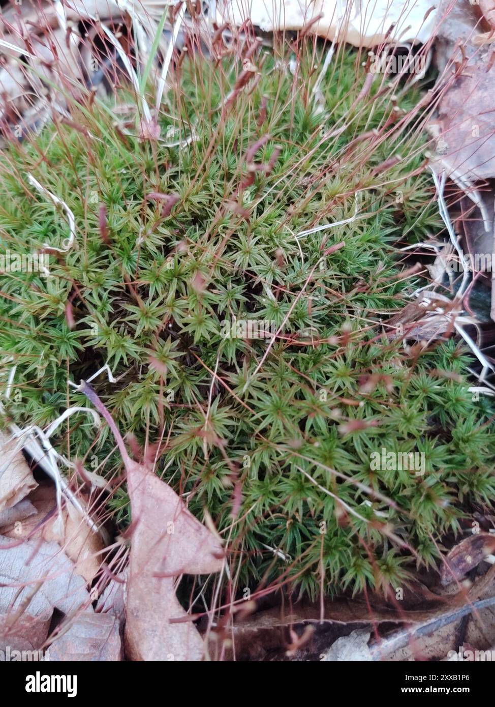 lesser smoothcap (Atrichum angustatum) Plantae Stock Photo - Alamy