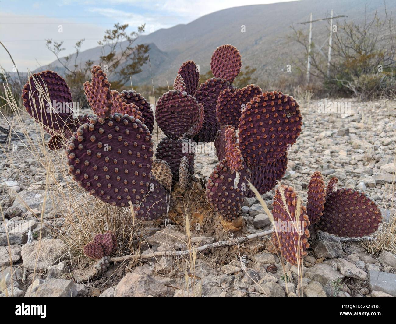 Bunny Ears Cactus (Opuntia microdasys) Plantae Stock Photo - Alamy