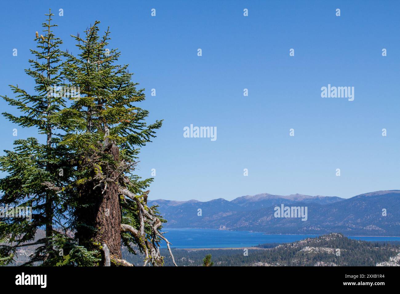red fir (Abies magnifica) Plantae Stock Photo - Alamy