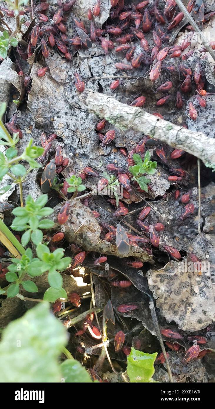 Western Boxelder Bug (Boisea rubrolineata) Insecta Stock Photo - Alamy