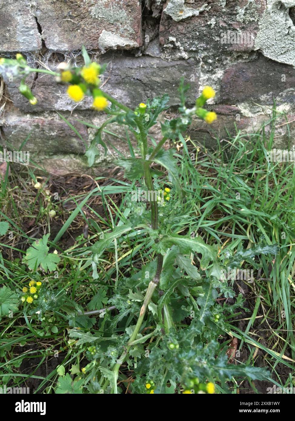 common groundsel (Senecio vulgaris) Plantae Stock Photo - Alamy