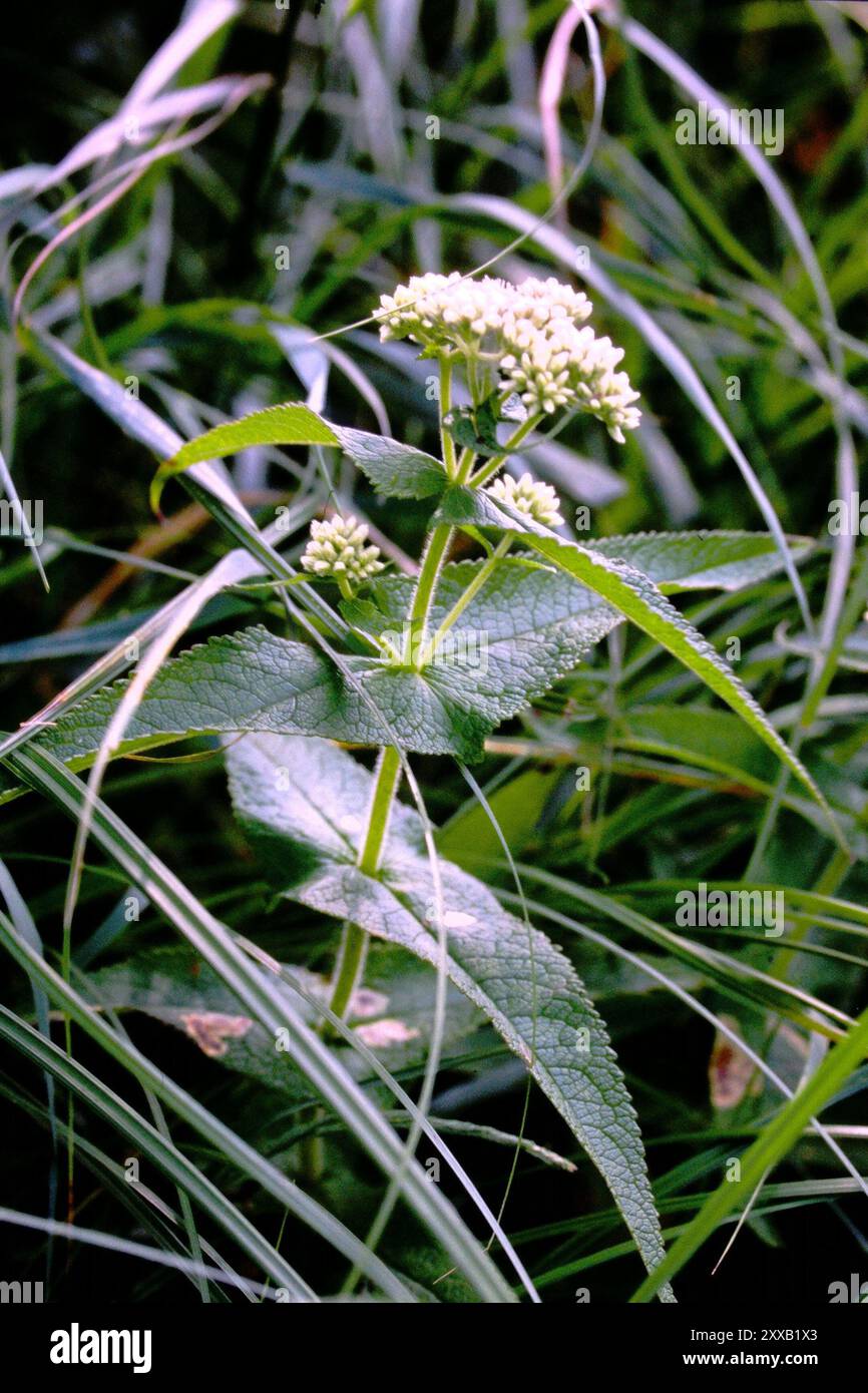 common boneset (Eupatorium perfoliatum) Plantae Stock Photo - Alamy