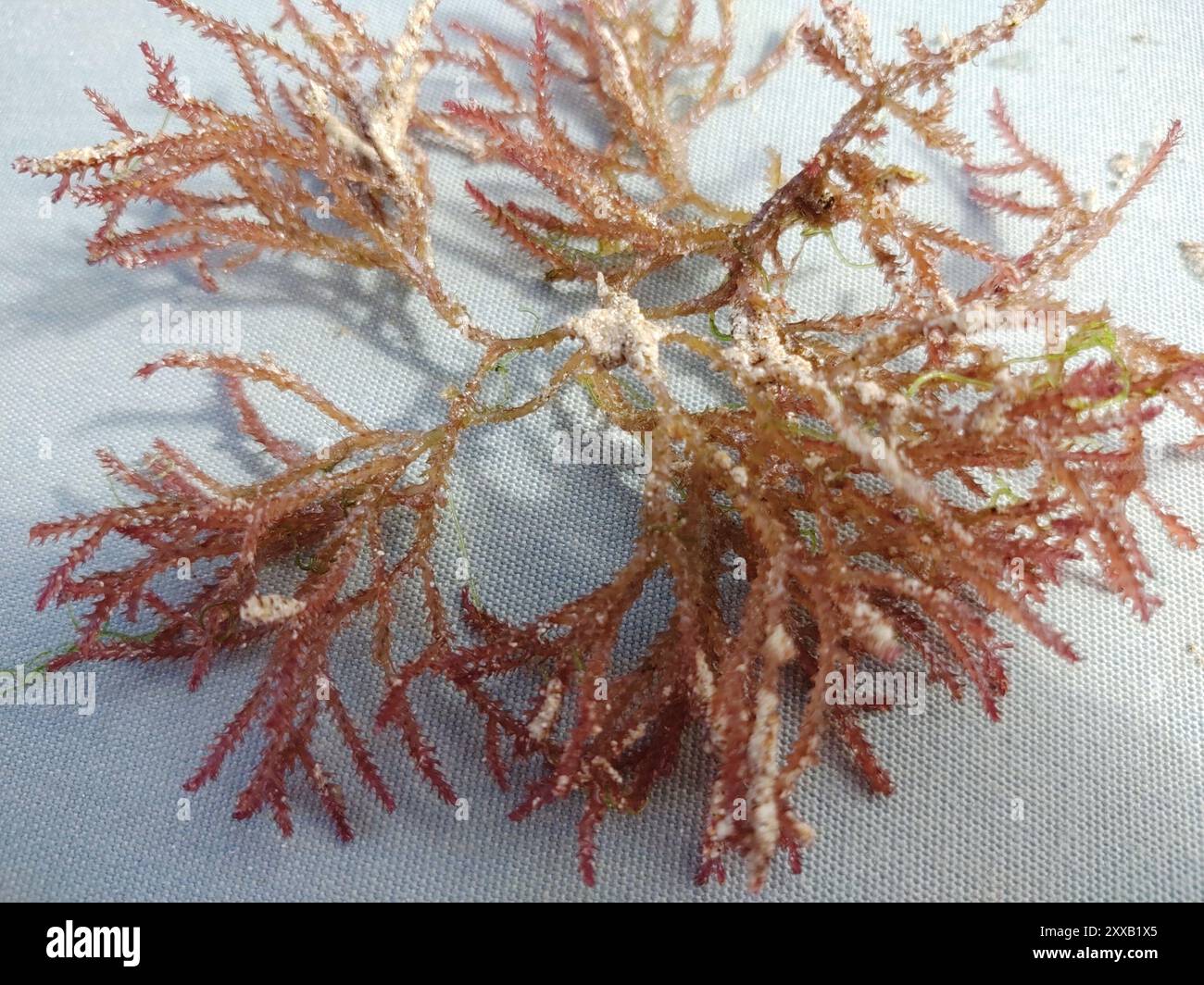 red algae (Rhodophyta) Plantae Stock Photo - Alamy