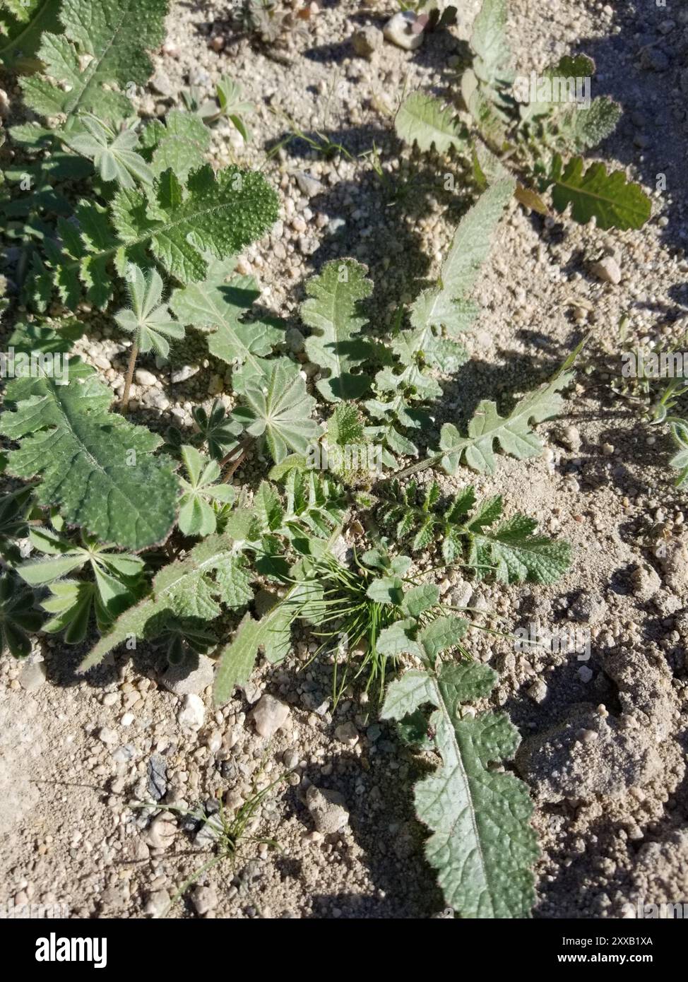 Saharan Mustard (Brassica tournefortii) Plantae Stock Photo - Alamy