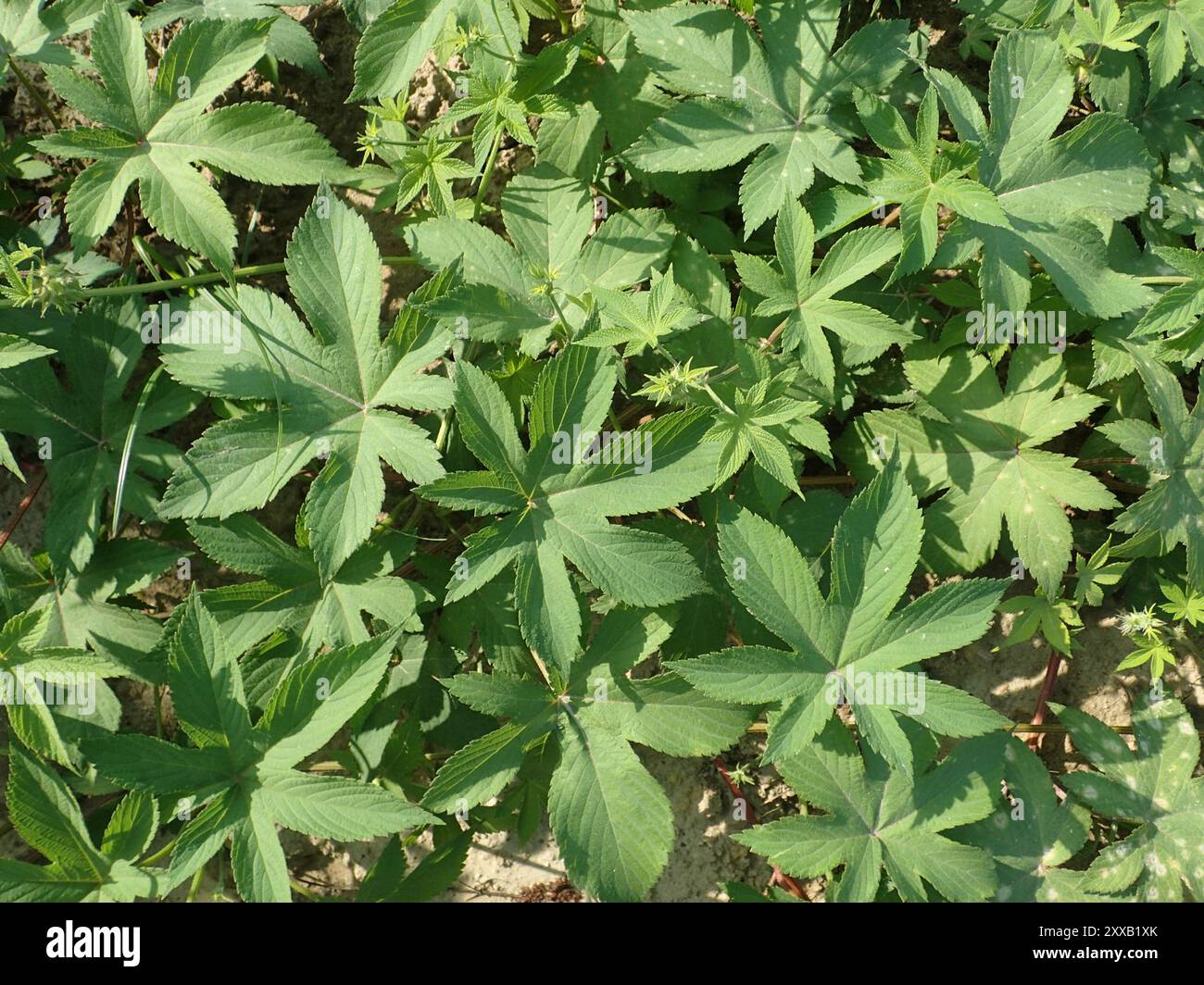 Japanese hops hi-res stock photography and images - Alamy