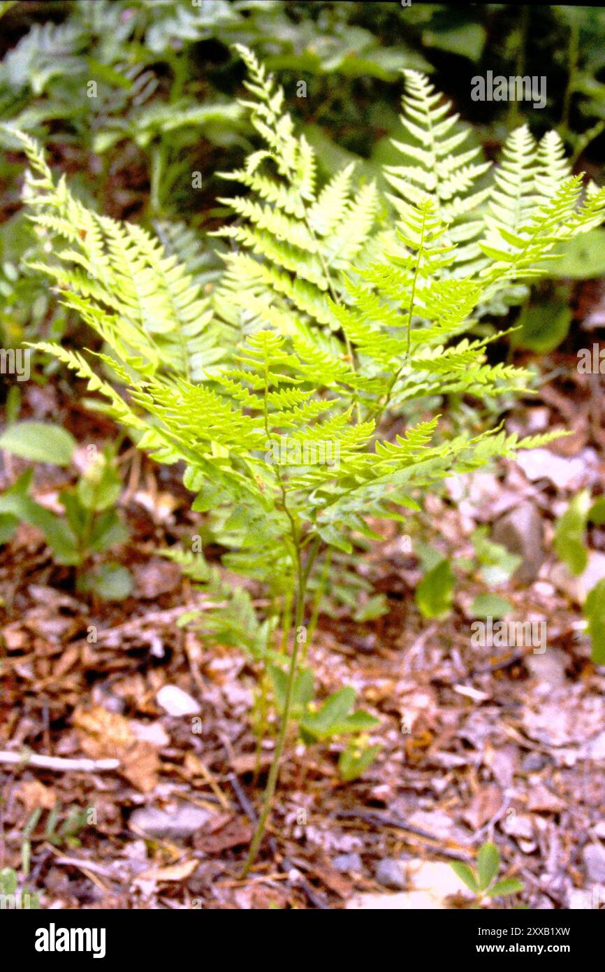 common bracken (Pteridium aquilinum) Plantae Stock Photo - Alamy