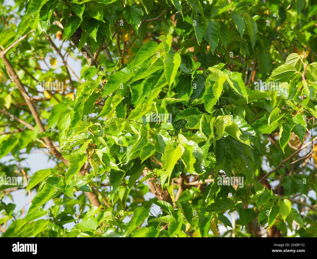Korean mulberry (Morus indica) Plantae Stock Photo - Alamy