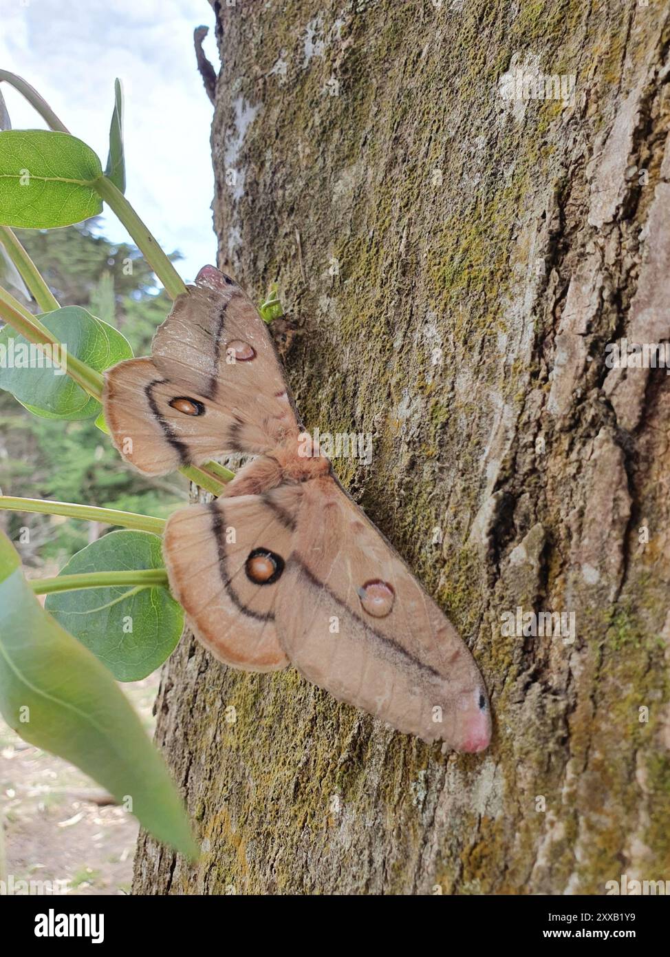 Emperor Gum Moth (Opodiphthera eucalypti) Insecta Stock Photo - Alamy