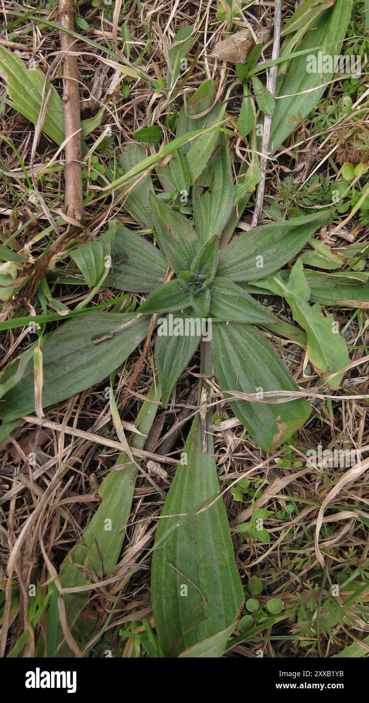 ribwort plantain (Plantago lanceolata) Plantae Stock Photo - Alamy