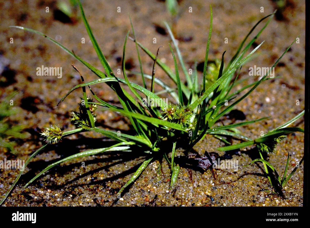 Bearded Flatsedge (Cyperus squarrosus) Plantae Stock Photo - Alamy