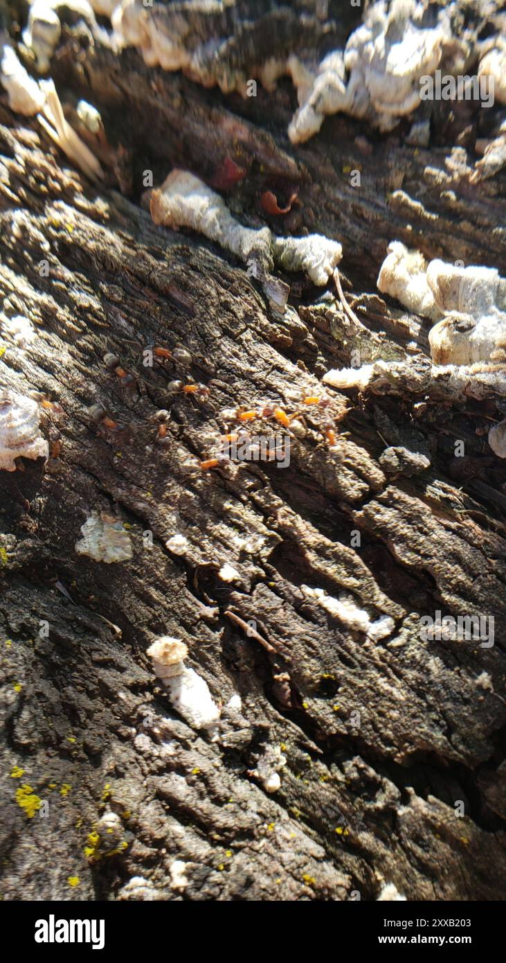 Western Velvety Tree Ant (Liometopum occidentale) Insecta Stock Photo ...