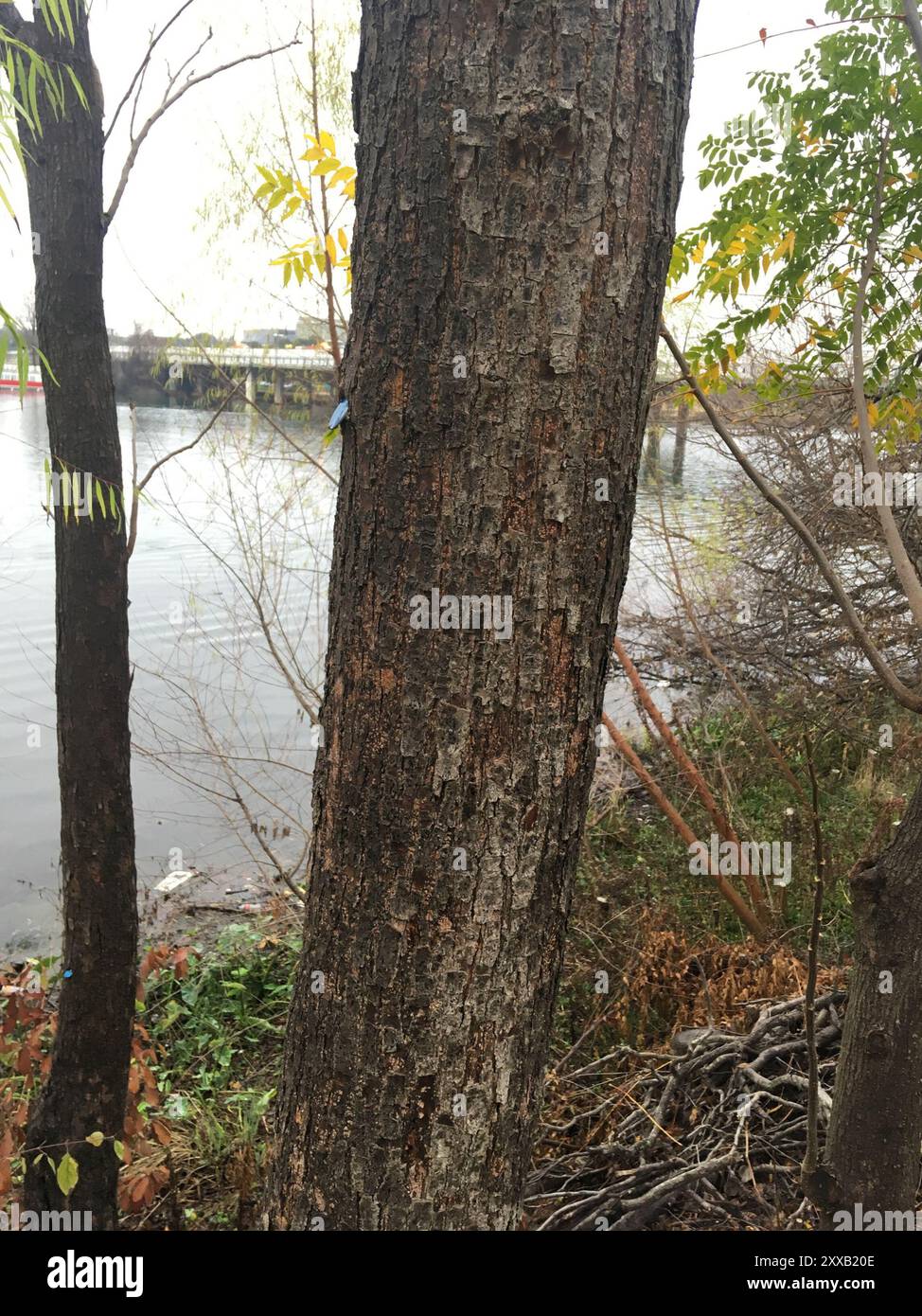 Taiwanese Rain Tree (Koelreuteria elegans) Plantae Stock Photo - Alamy