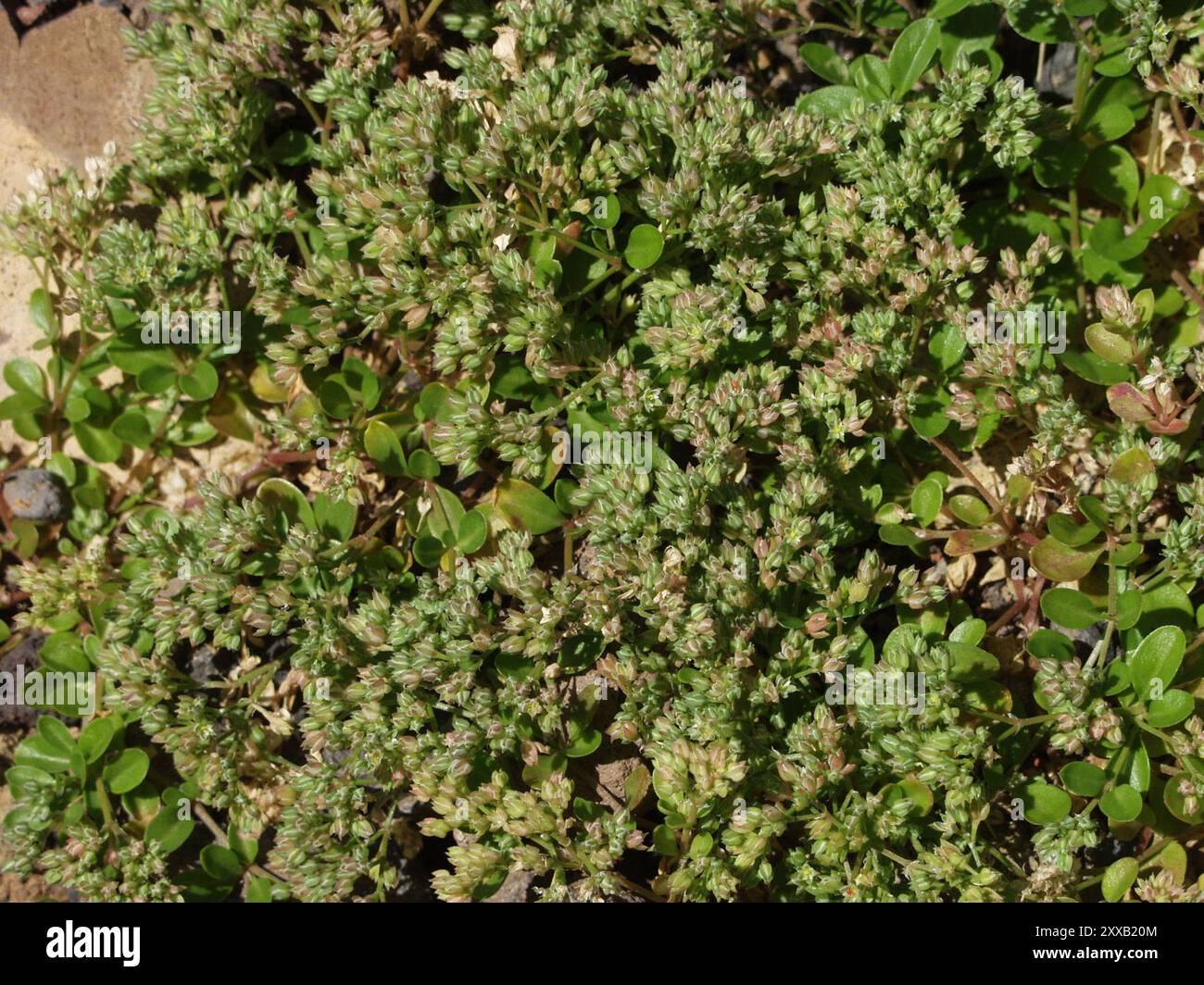 fourleaf manyseed (Polycarpon tetraphyllum) Plantae Stock Photo - Alamy