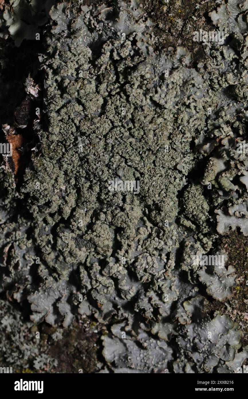 Powdered Speckled Shield Lichen (Punctelia subrudecta) Fungi Stock ...