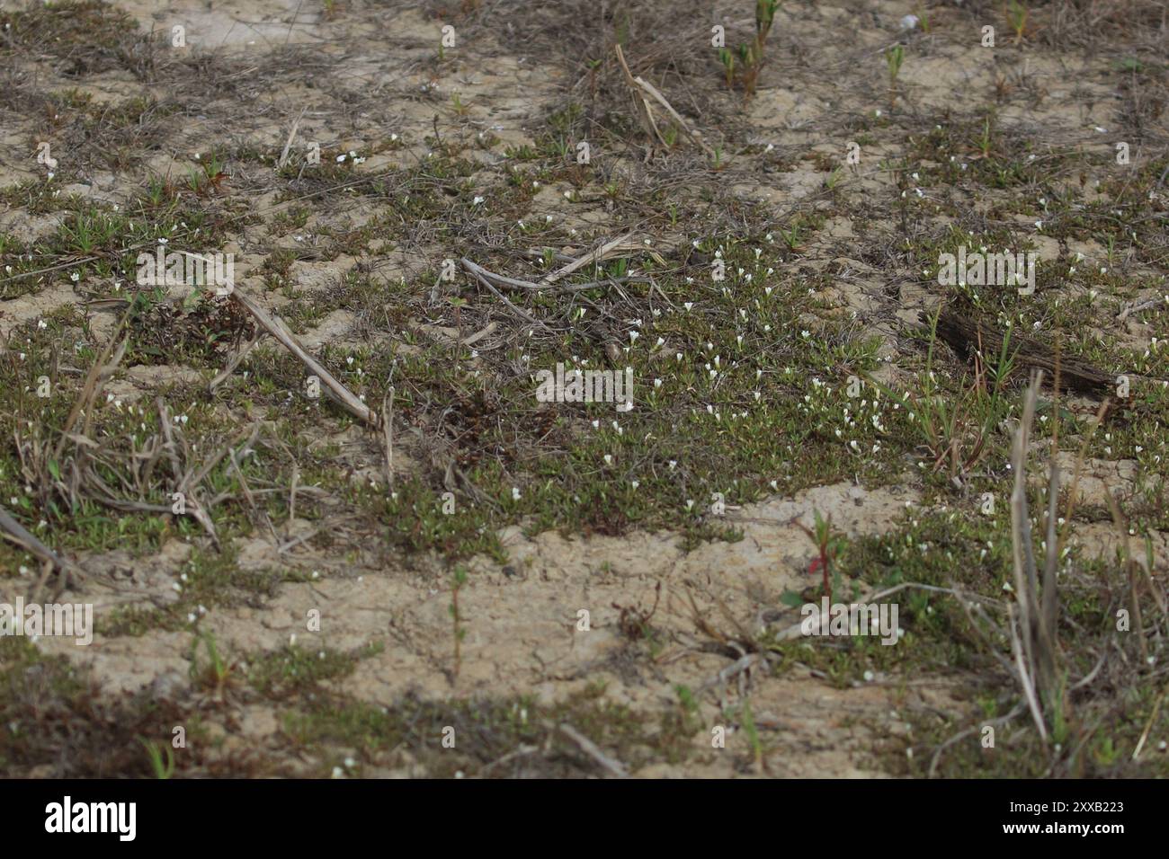 Creeping Dentella (Dentella repens) Plantae Stock Photo - Alamy