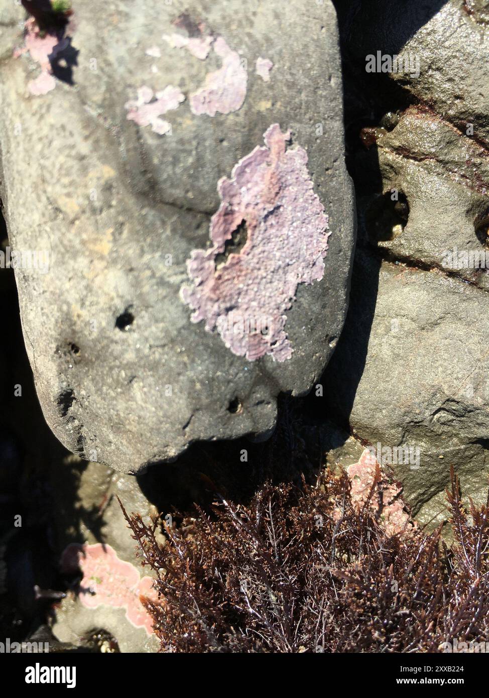 Crustose coralline algae (Lithothamnion) Plantae Stock Photo - Alamy