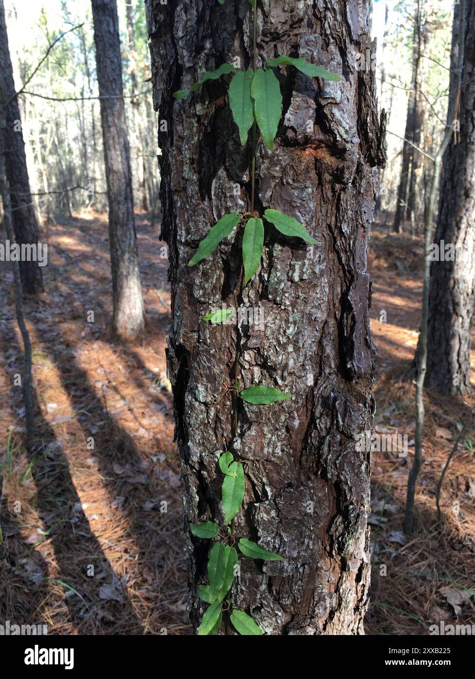 cross vine (Bignonia capreolata) Plantae Stock Photo - Alamy