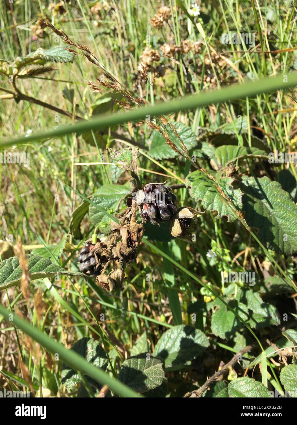 brambles (Rubus) Plantae Stock Photo - Alamy