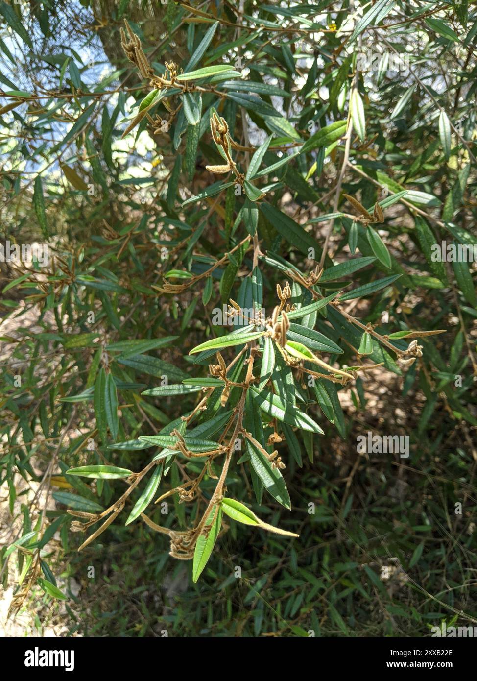 Purple Bush Pea (Hovea acutifolia) Plantae Stock Photo - Alamy