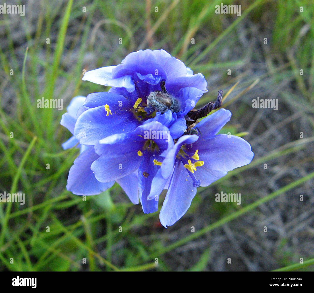 Khahla Capeblue (Aristea torulosa) Plantae Stock Photo - Alamy