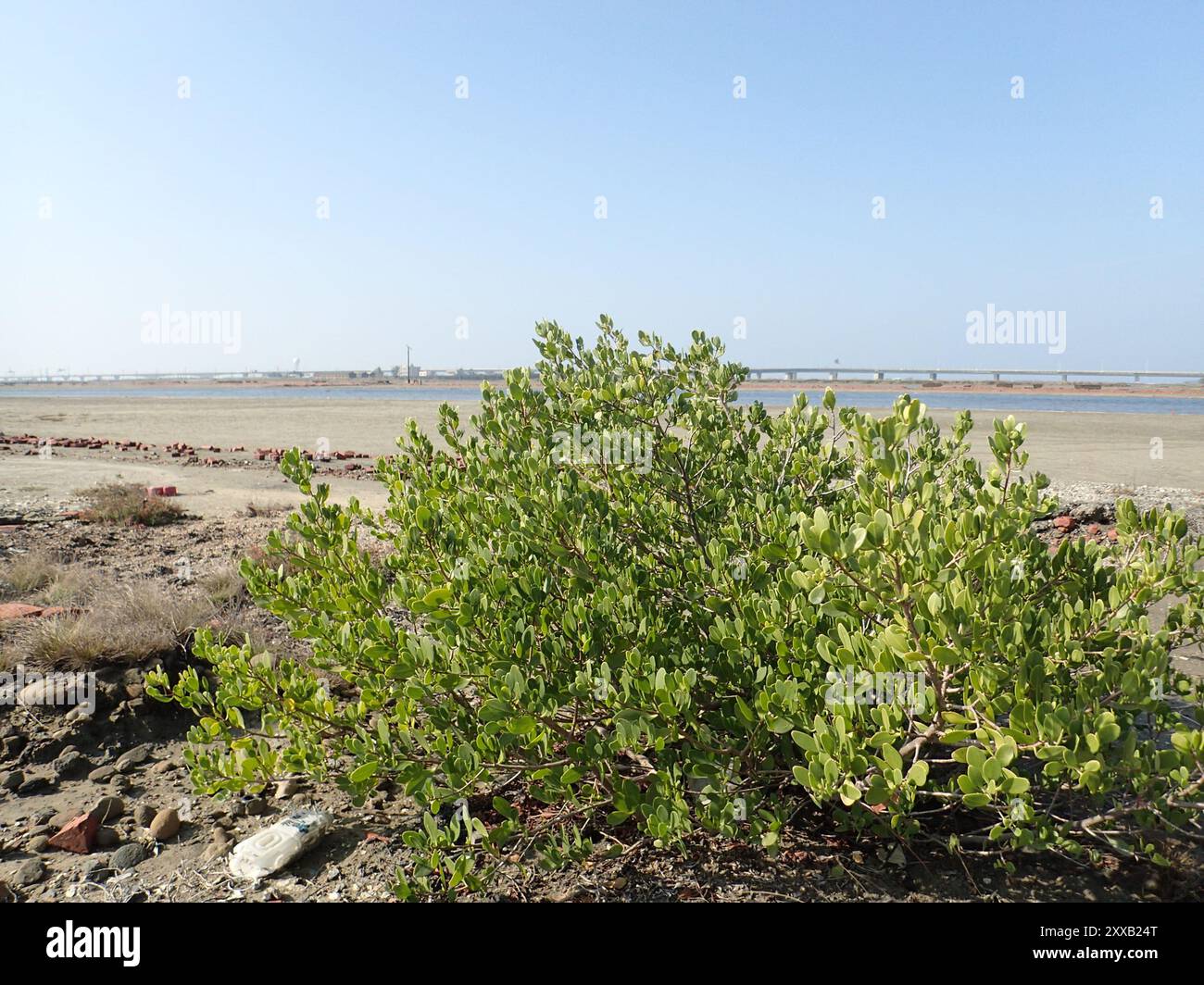 White-flowered black mangrove (Lumnitzera racemosa) Plantae Stock Photo ...