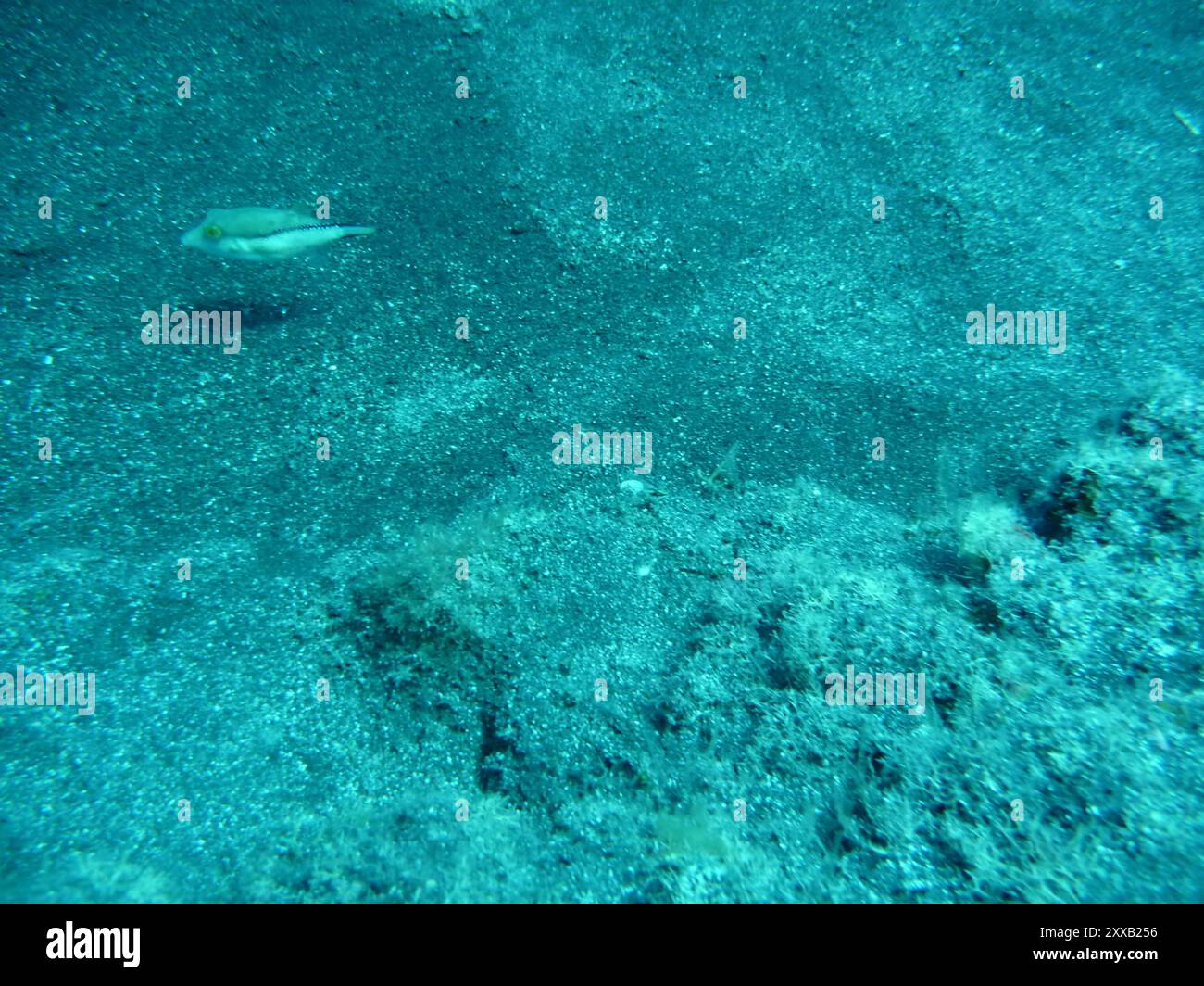 Macaronesian Toby (Canthigaster capistrata) Actinopterygii Stock Photo ...