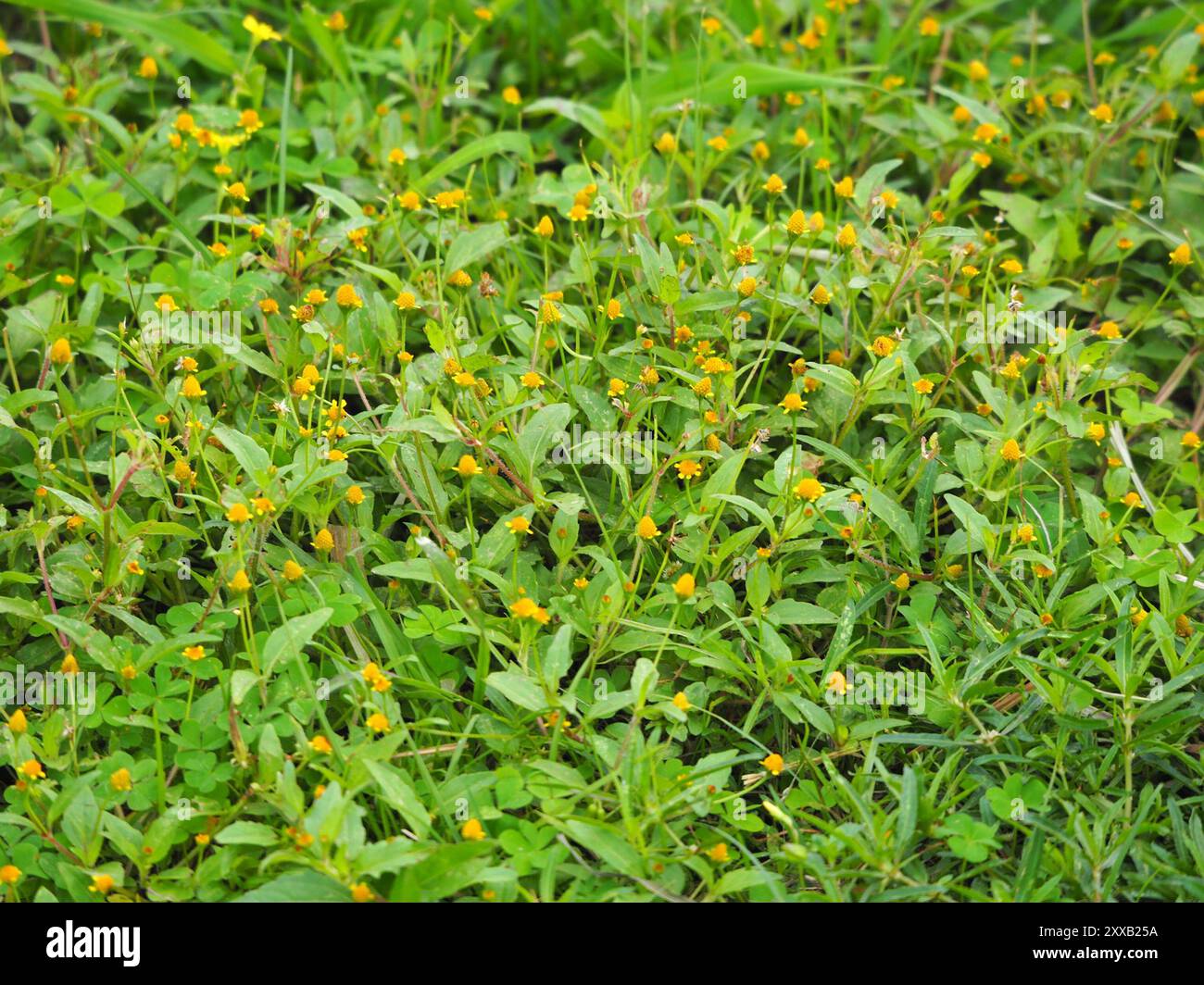 marsh para cress (Acmella uliginosa) Plantae Stock Photo - Alamy