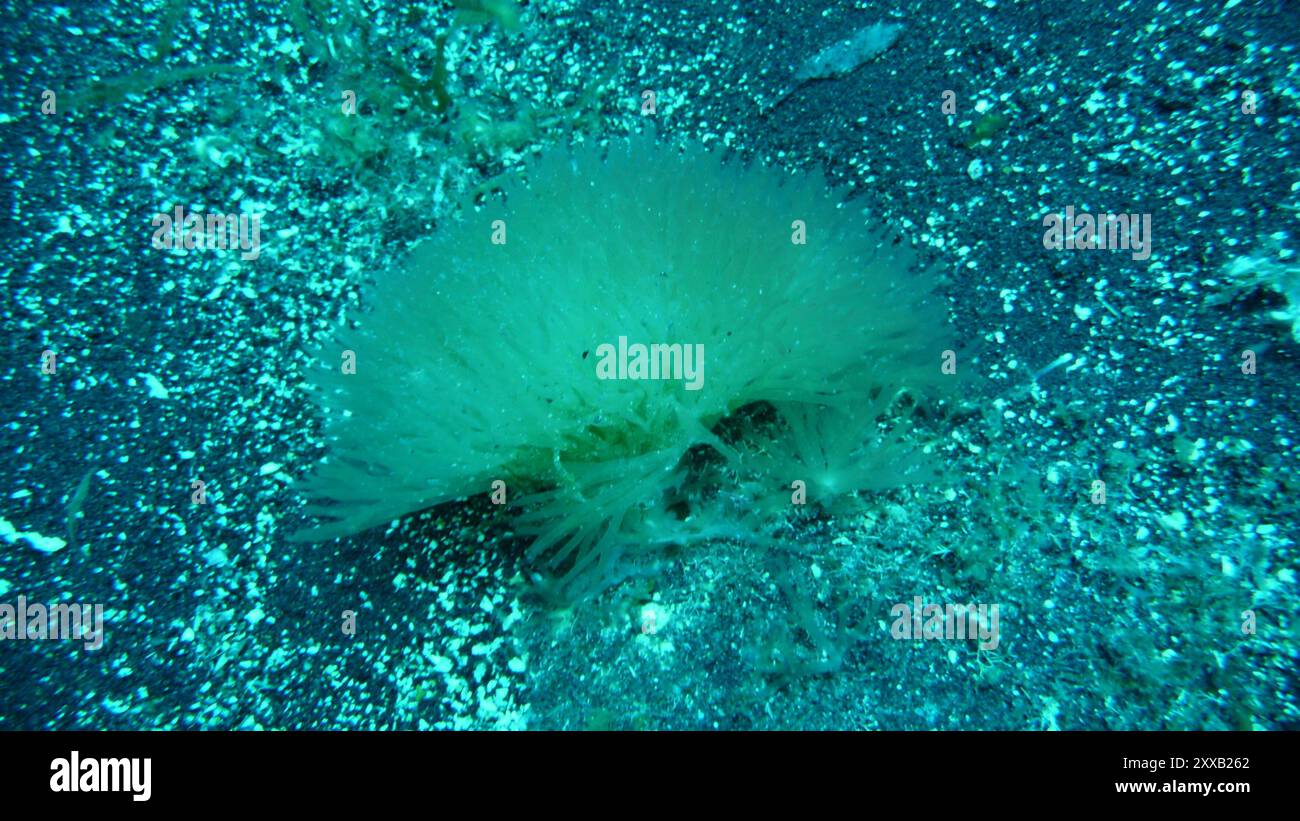 red algae (Rhodophyta) Plantae Stock Photo - Alamy